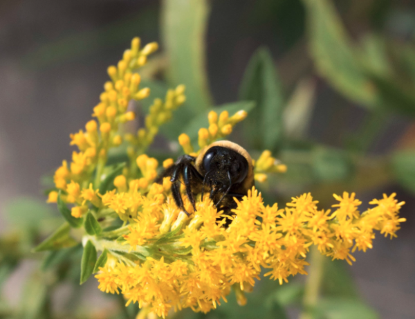 Climate Change with Your Backyard Illinois Insects - Center for Media ...